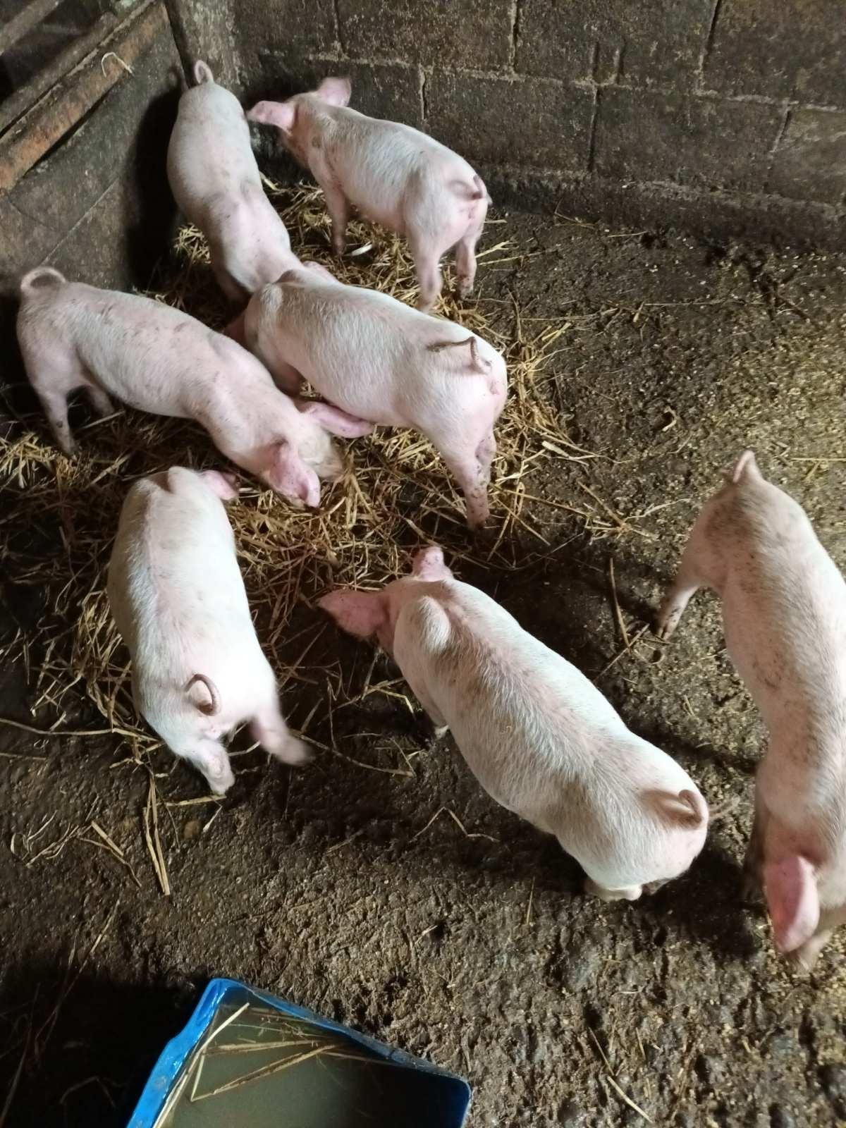 Odojci za dohranu njemački Landras