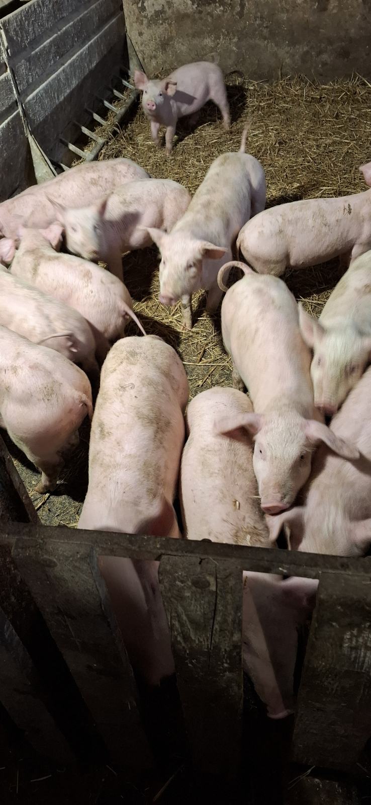 ODOJCI NJEMAČKI LANDRAS