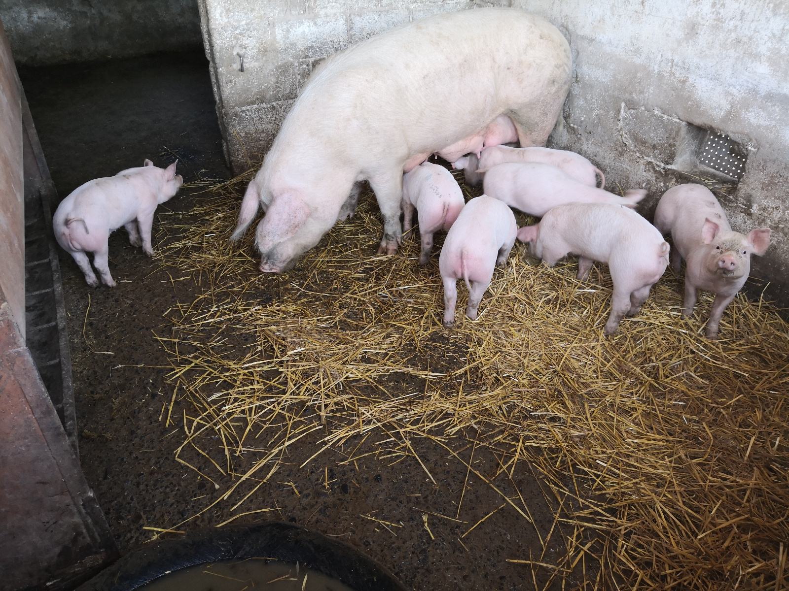 Odojci, prasci prodaja