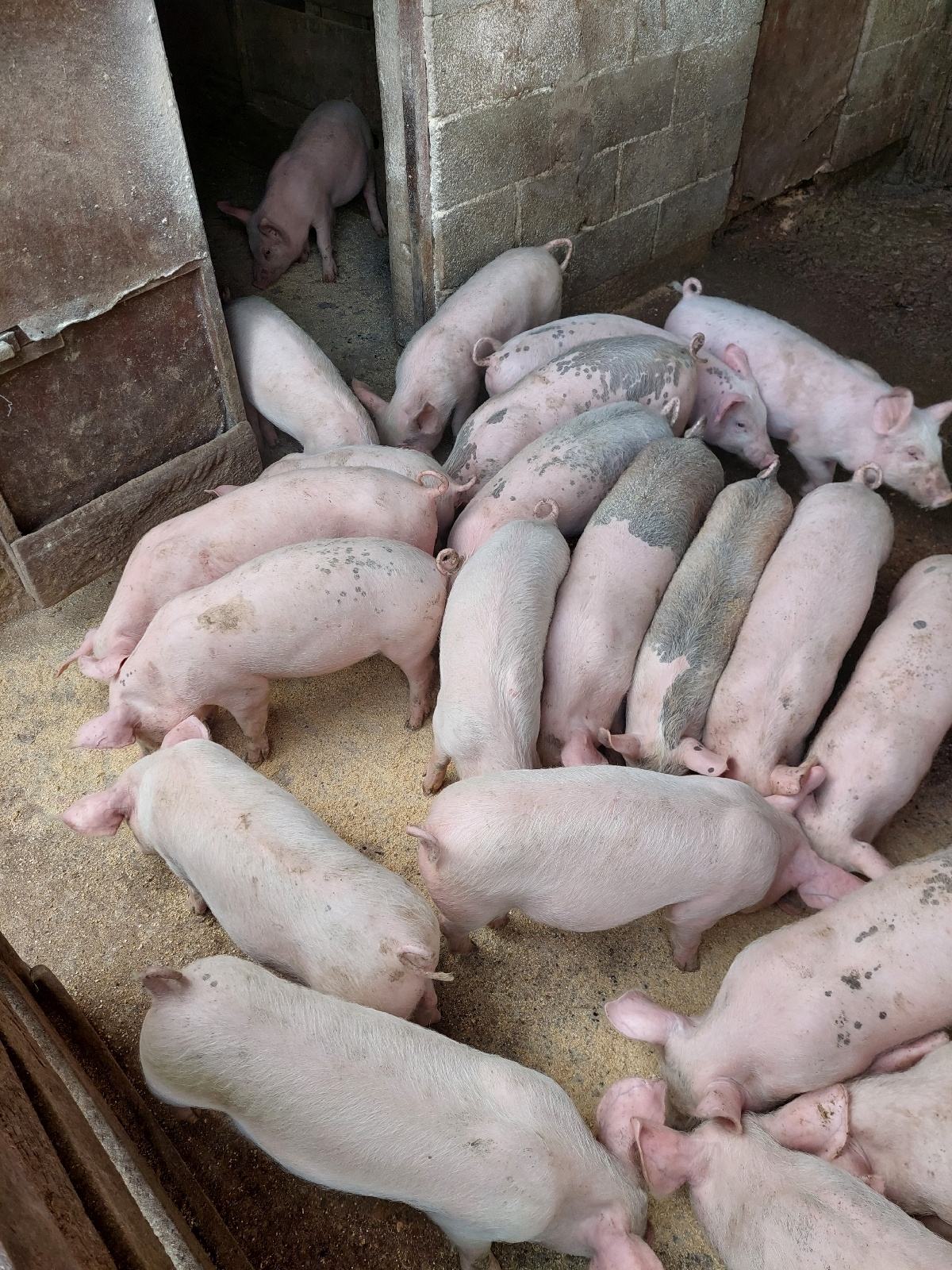 prasci/odojci cca 25 kg 098 1717 678