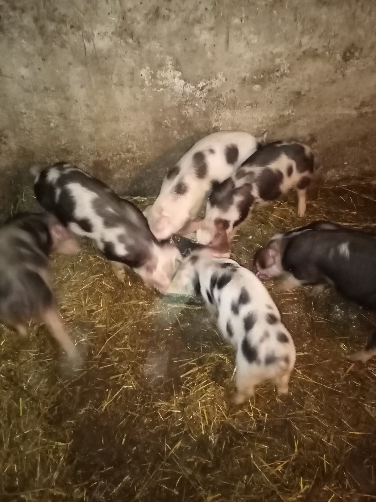 Prasci 4 kom,2, 5mj stari,u kompletu,odlični za tov, Krnjak!!