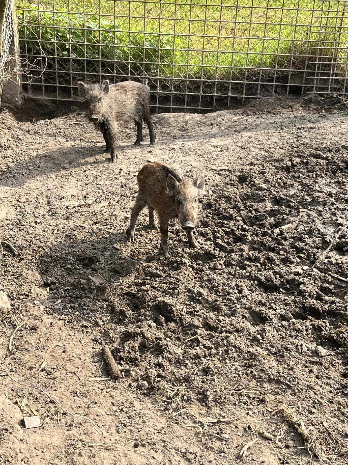 Prasci divlje svinje