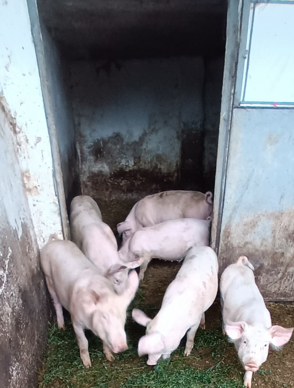 PRASCI Landras Jorkšir! 23 kn/kg!