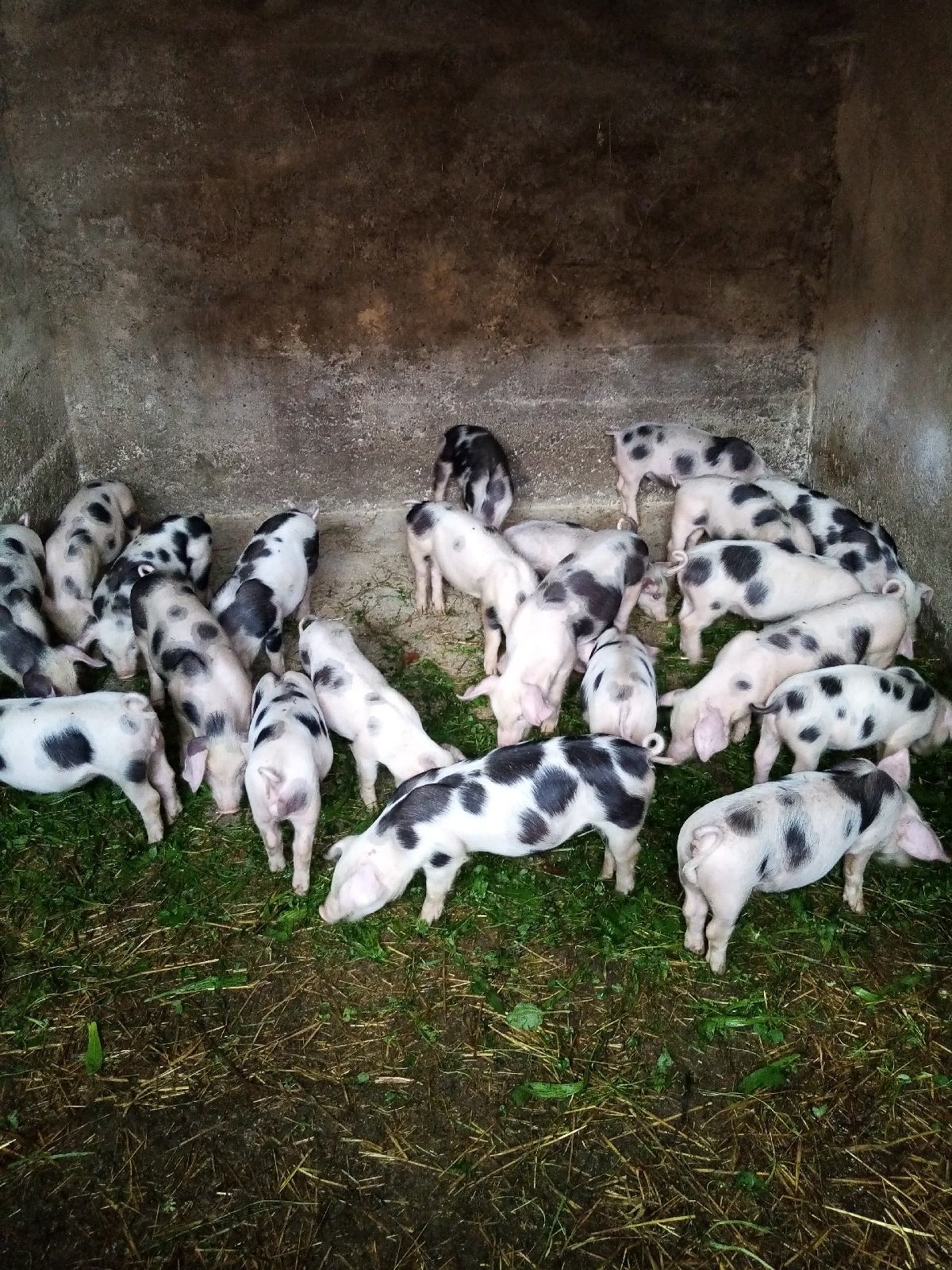 Prasci , 2 mj, 21 kom, vrhunski, u kompletu idu,Krnjak!!