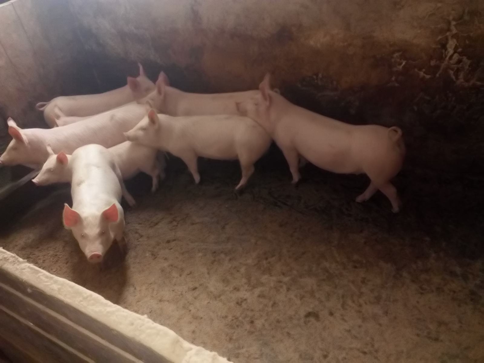 Prodajem odojke landras-joksir 8kom