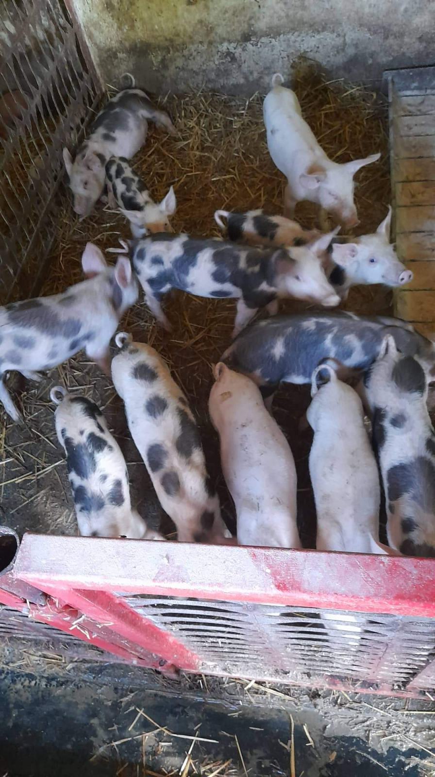 PRODAJEM PRASCE 12kom = 4800 kn