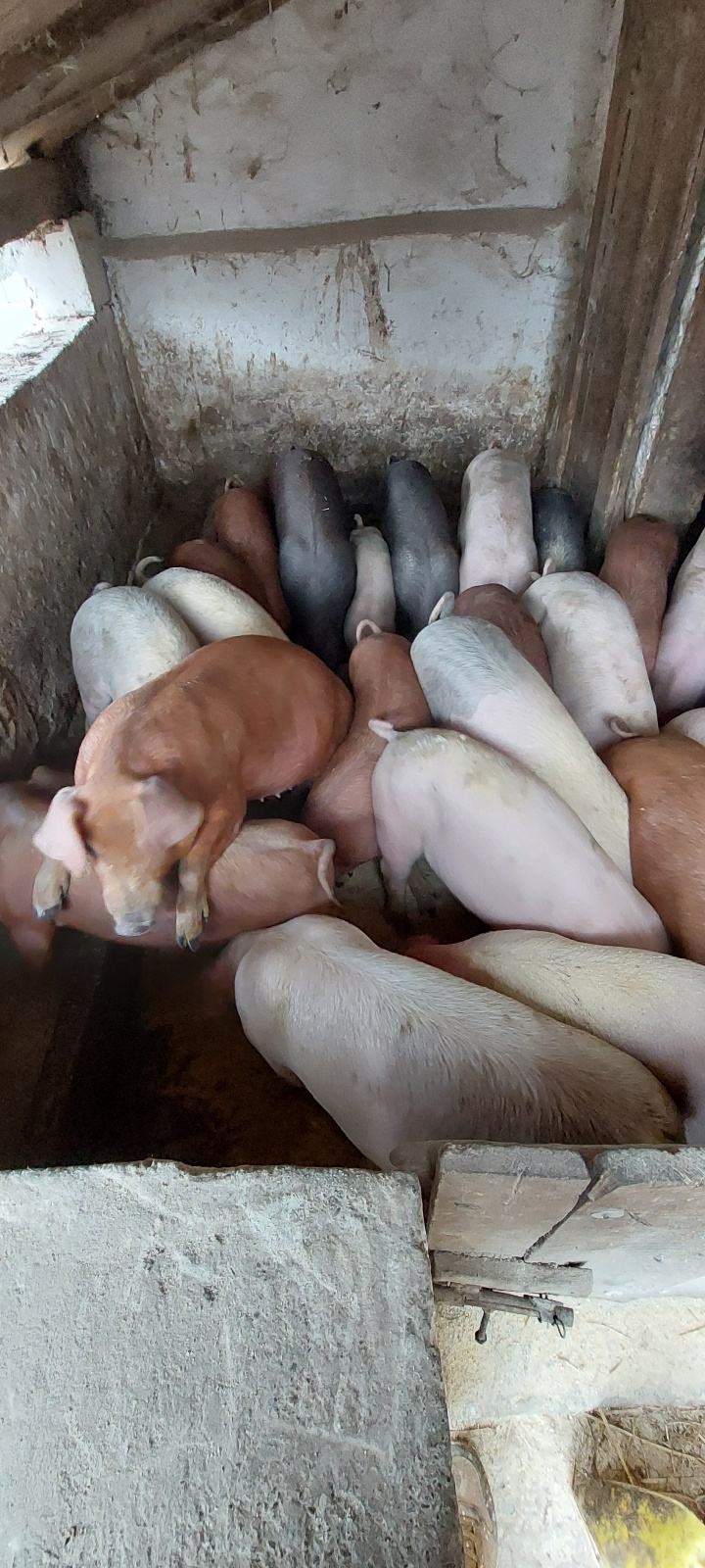 Prodajem prasce/nazimke