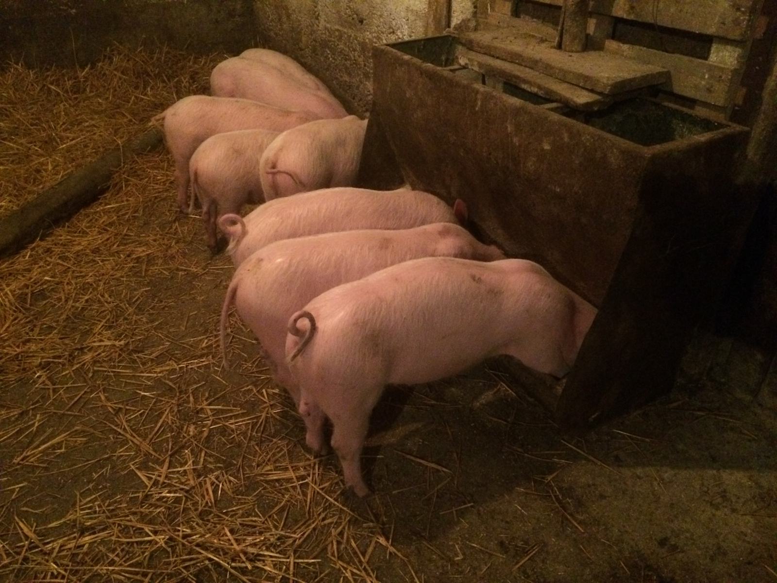 Prodajem prasce u Ilači