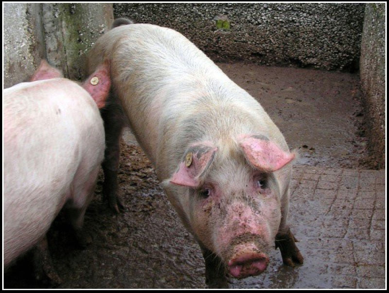 PRODAJEM PRASCE OD 130 DO 150 KILA ZIVE VAGE