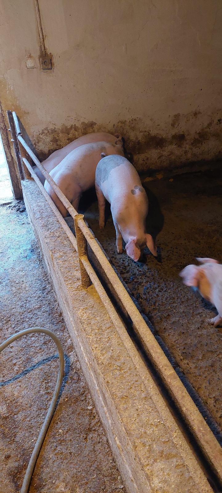 Prodajem prasce, nazimad