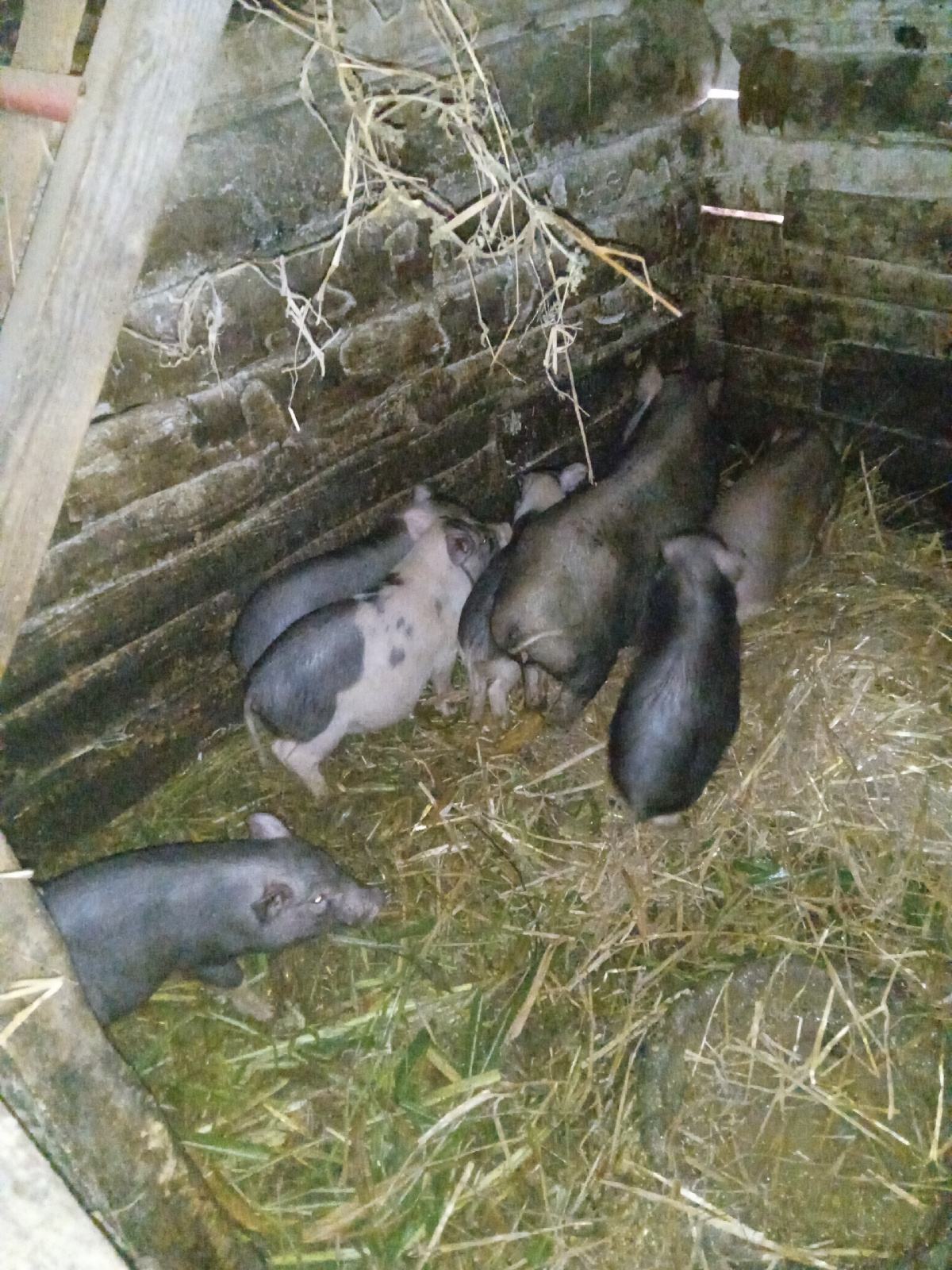 prodaju se vjetnamske svinje