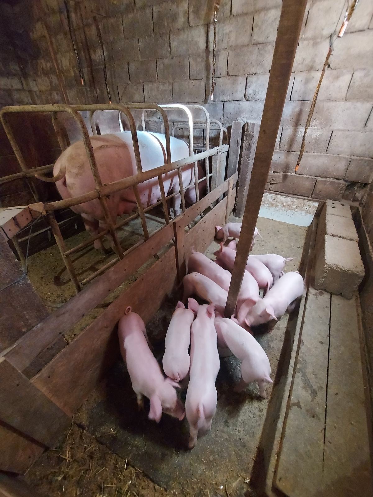 Krmaca sa 11 odojaka,950e