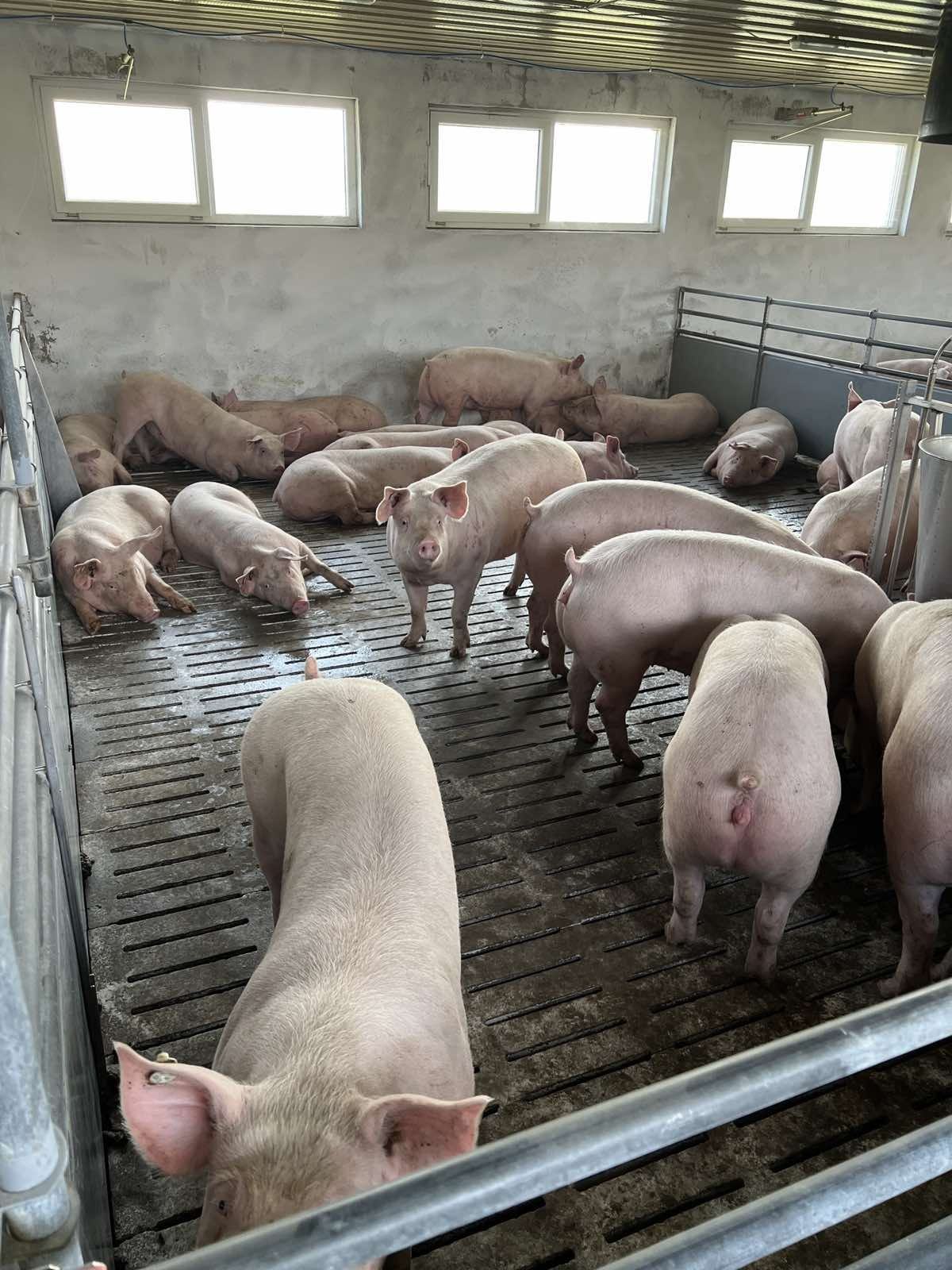 Suprasne nazimice Landras×Jorkšir