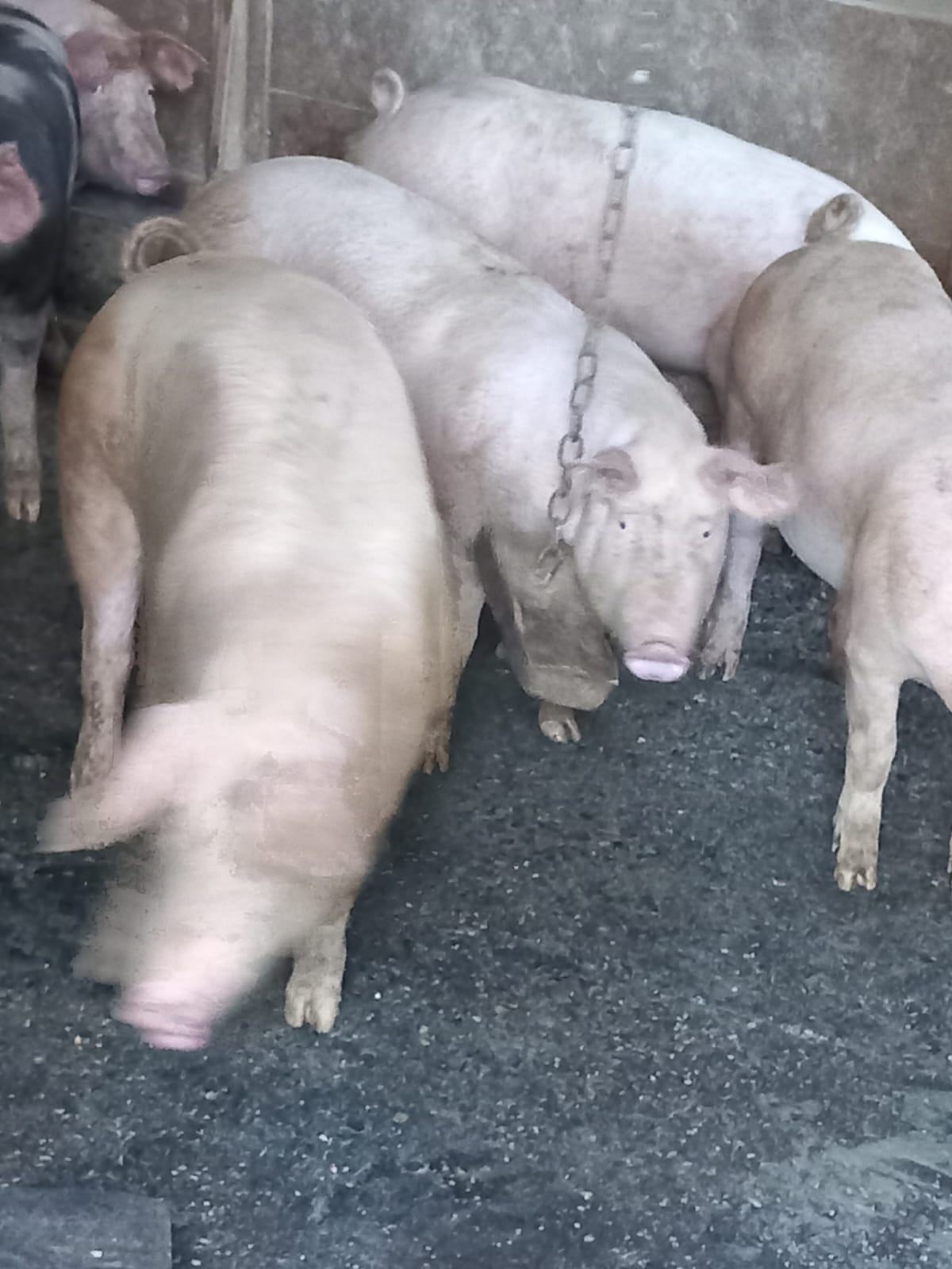 Svinja Svinje 100 kg