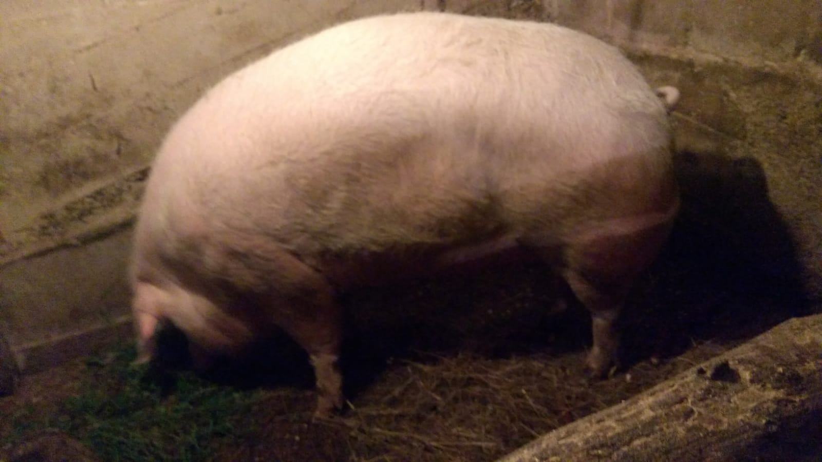 Svinja za klanje 300kg