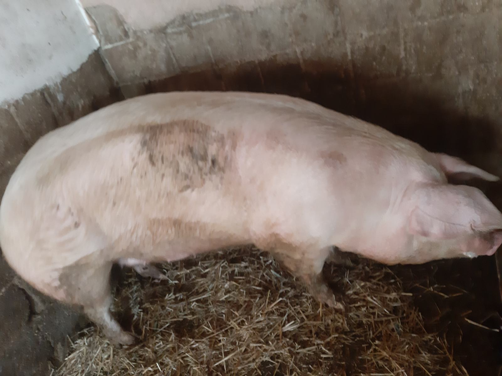 Svinja za klanje i krmača