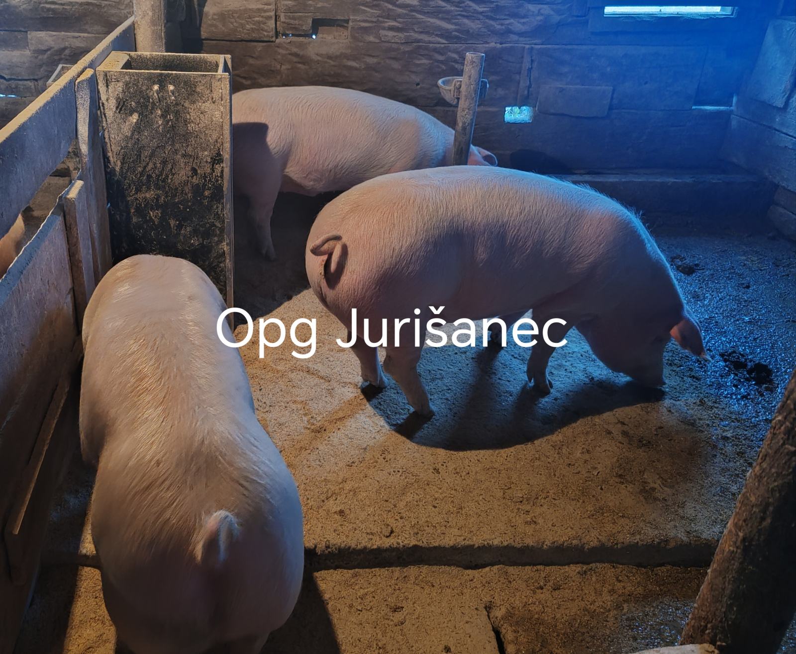 Svinja oko 150 kg i 250 kg