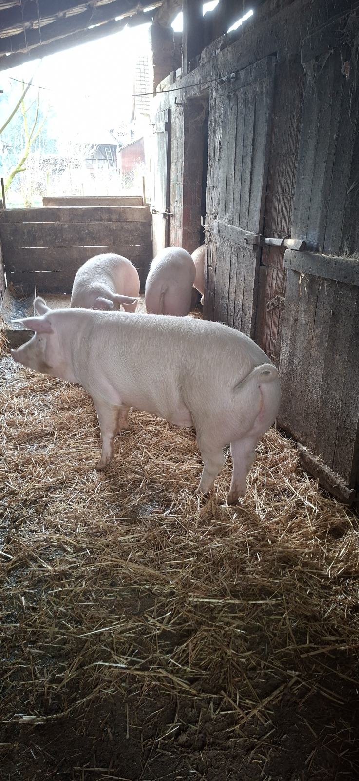 Svinje, krmaca i bekoni
