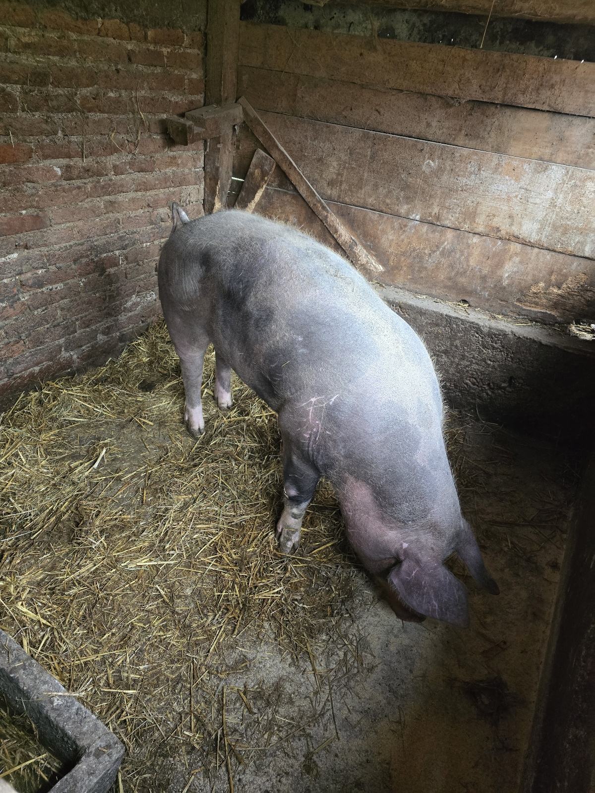 Višak krmača i bekon