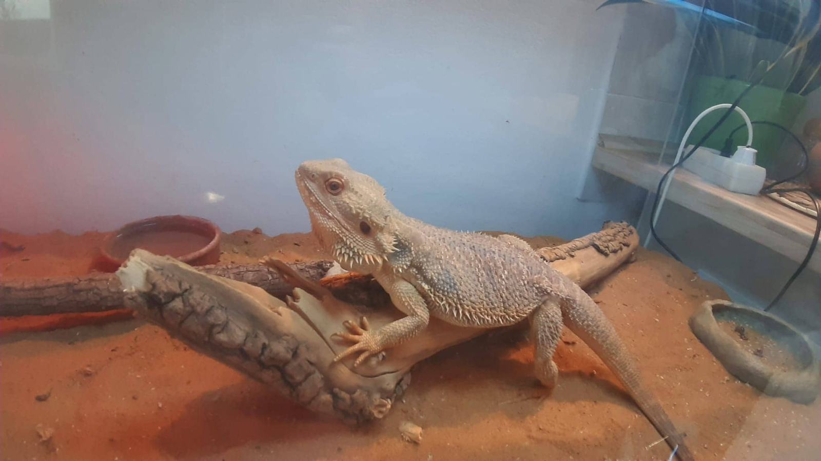 HITNO!!!Bradata agama + terarij sa kompletnom opremom