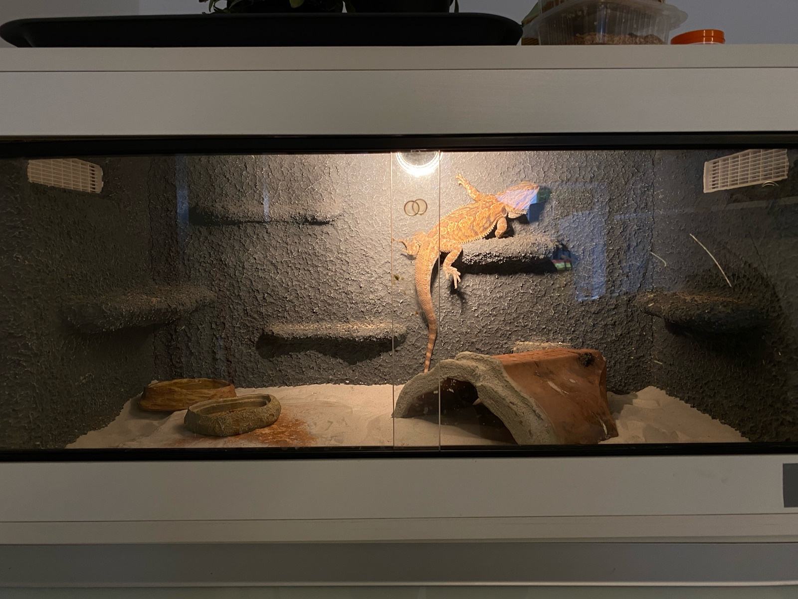 Bradata agama + terarij (sa lampom)