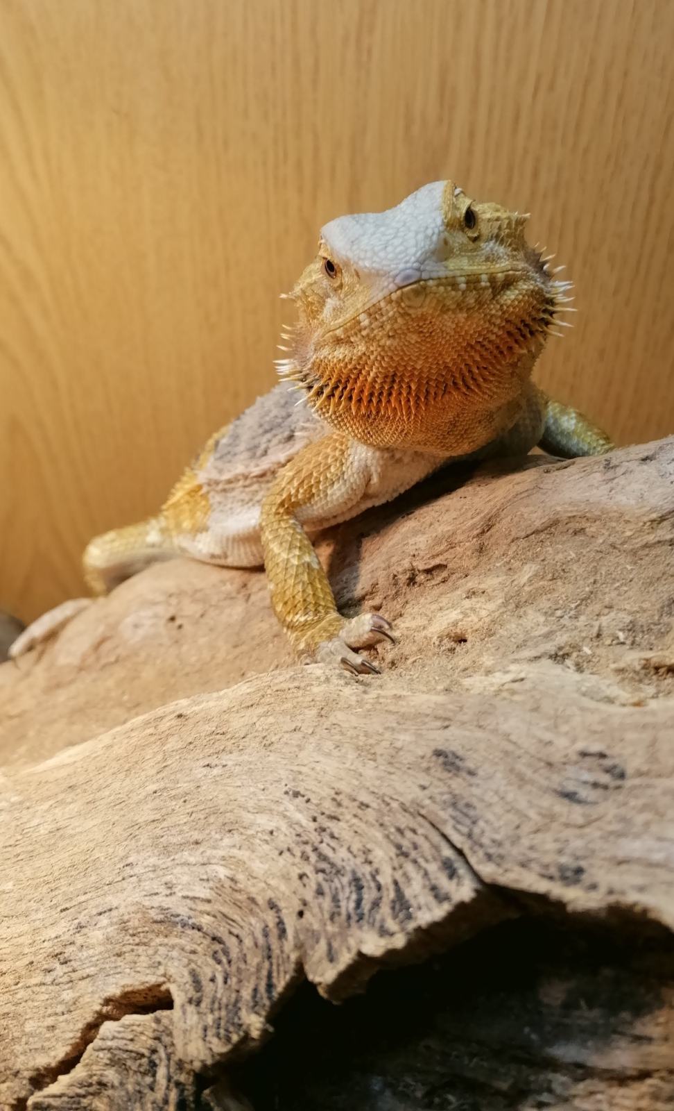 Bradata Agama i terarij