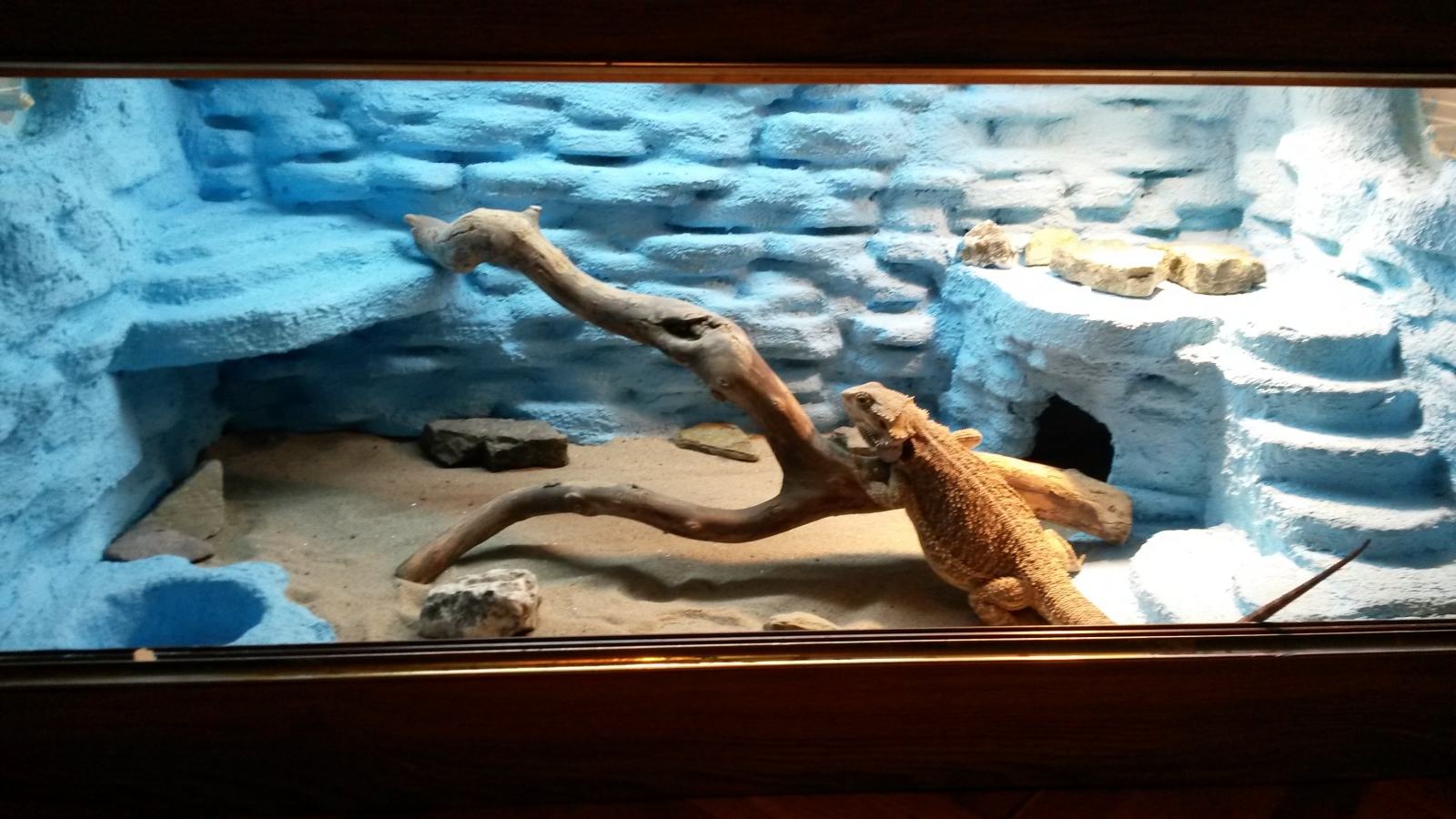 BRADATA AGAMA I TERARIJ