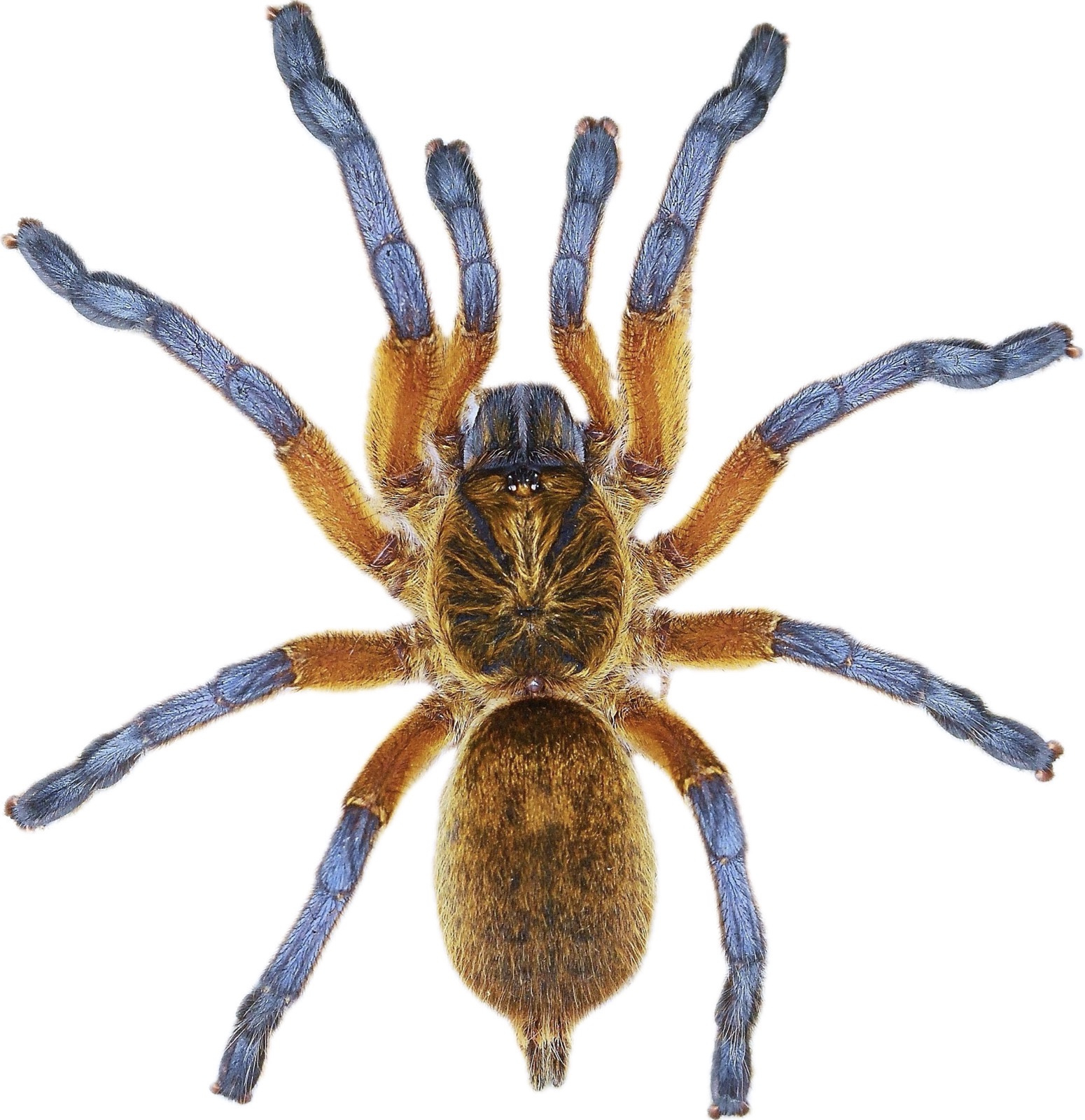 Golden Blue Leg Baboon Tarantula