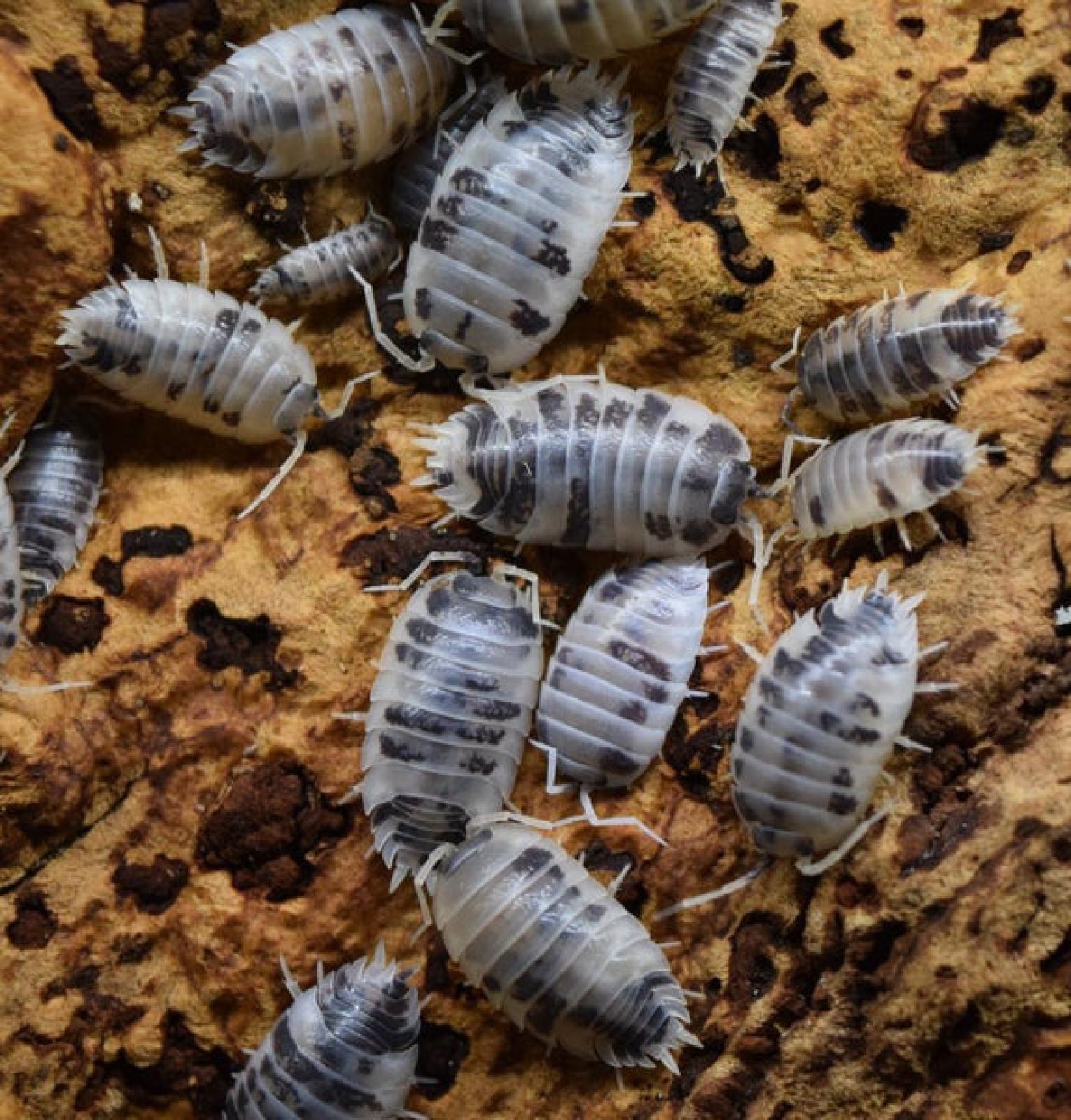 Porcellio laevis Dairy cow izopodi