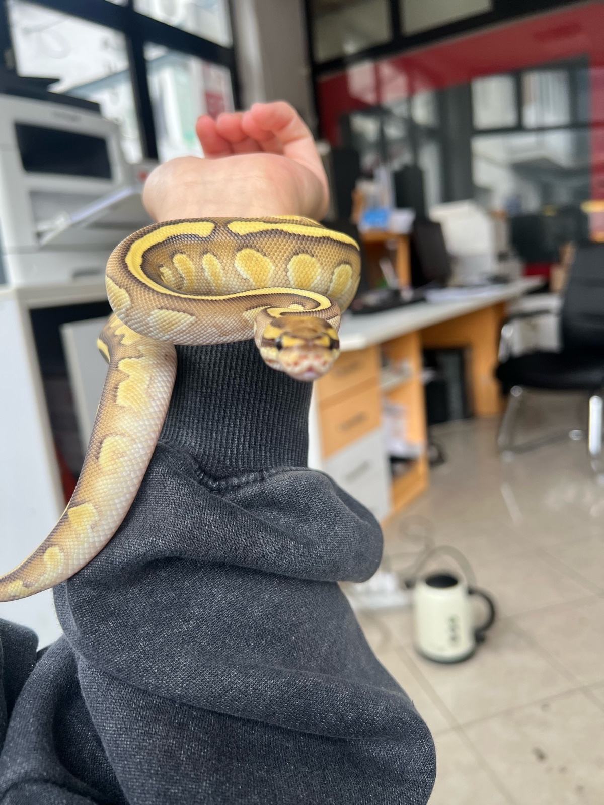 Kraljevski ball Python Pastel HITNO!