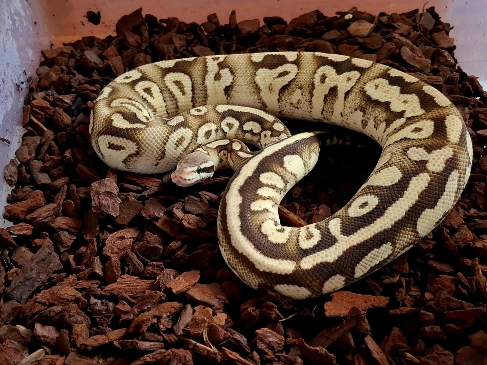 0.1 Python regius, Kraljevski piton ženka