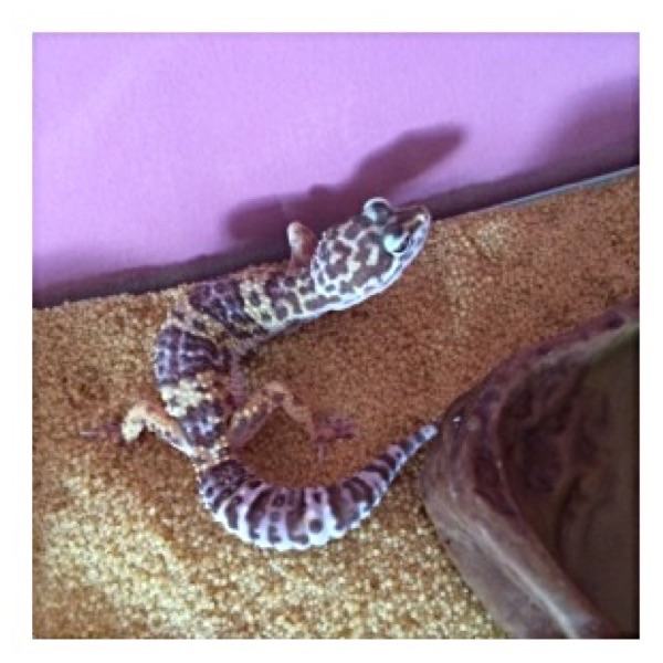 Leopard gekon + terarij + sve potrebno