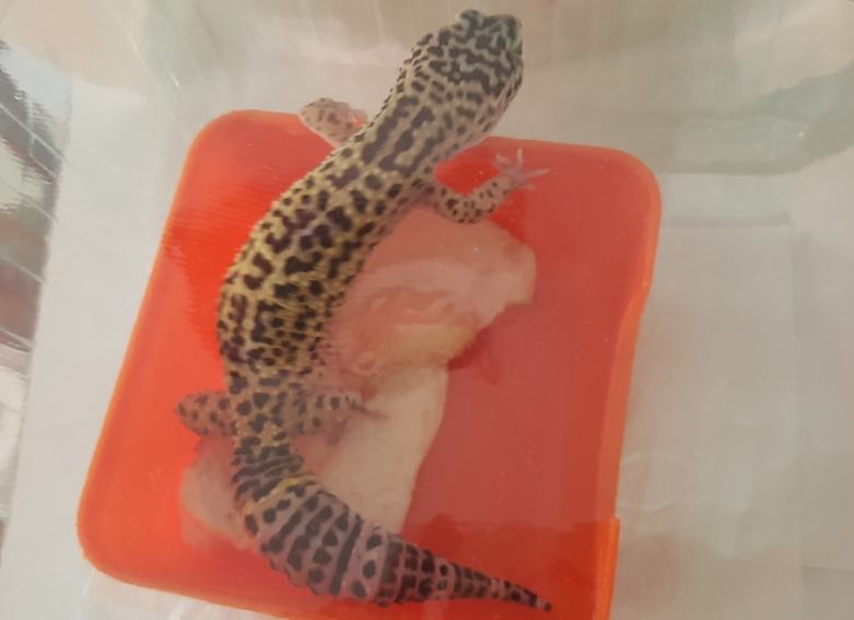 Leopard gekoni