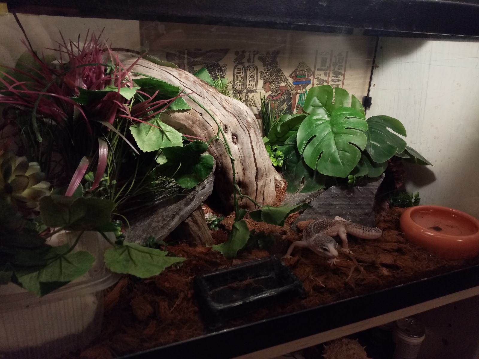 Lepar geko gekon gušter i terrari