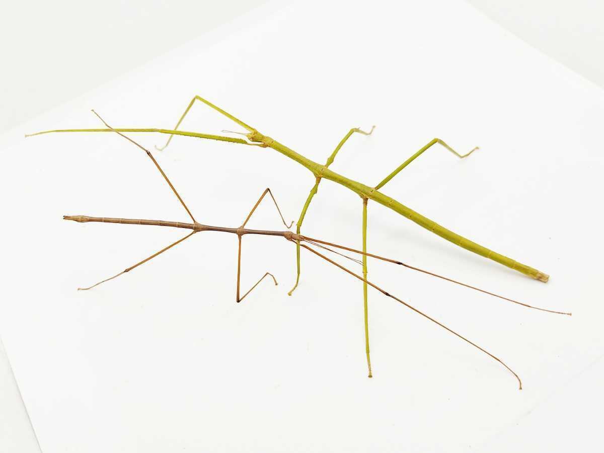 Paličnjaci Ramulus thaii