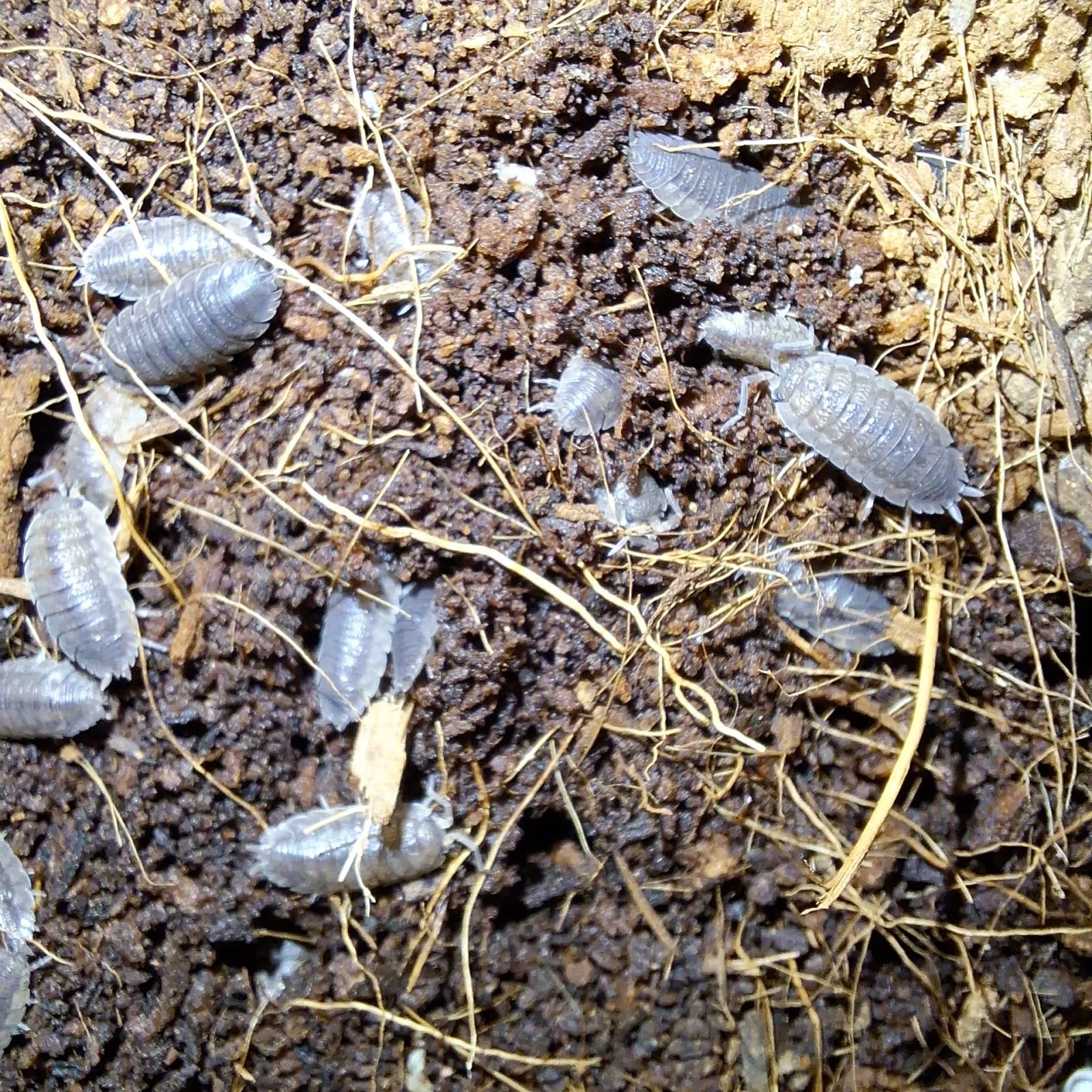 Prodajem izopode iz vlastitog uzgoja