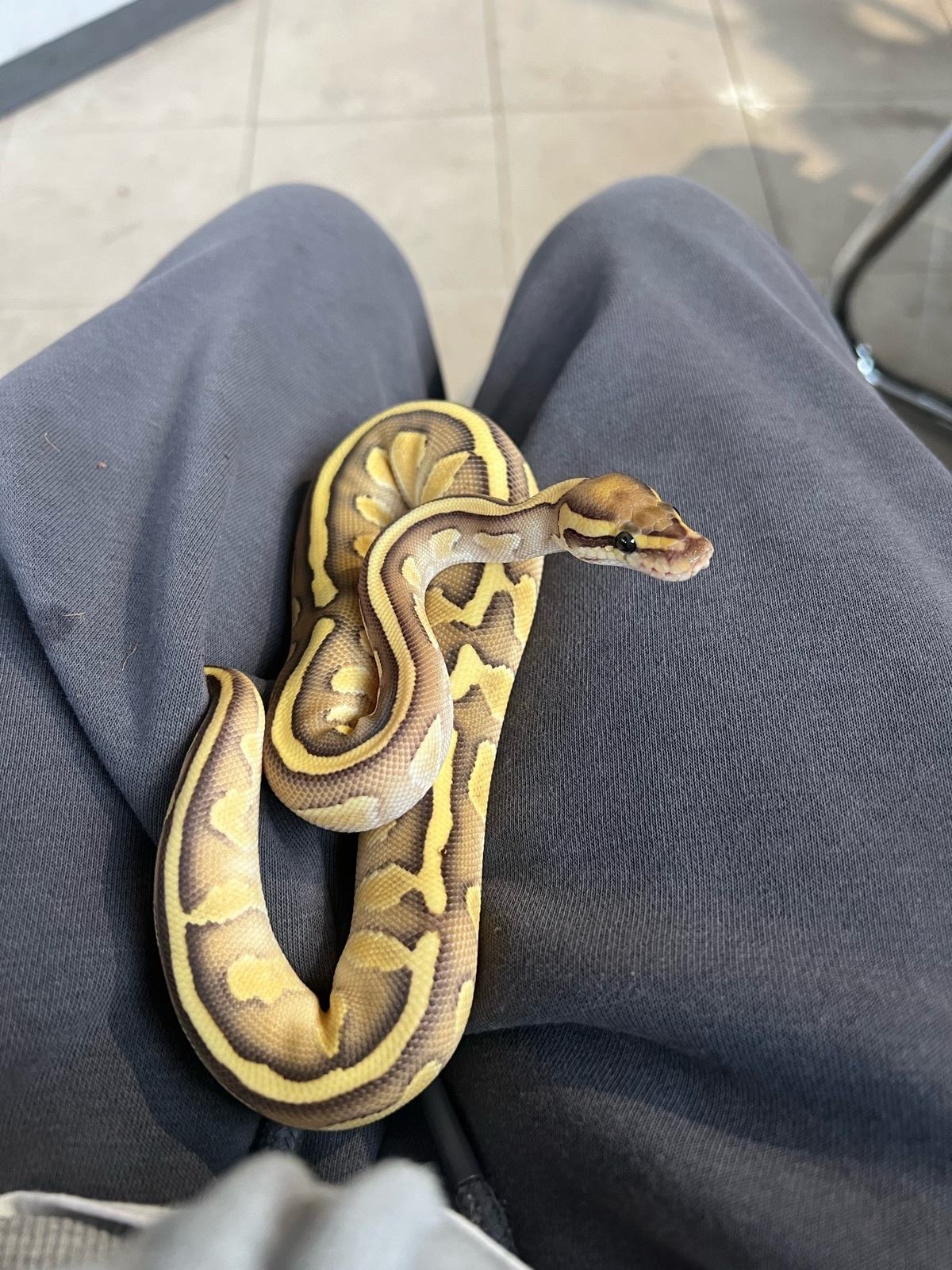 Python ball het clown! HITNO!