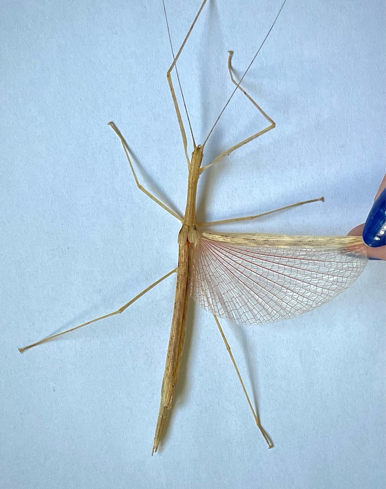 Sipyloidea sipylus - 6 mladih i 1 odrasli