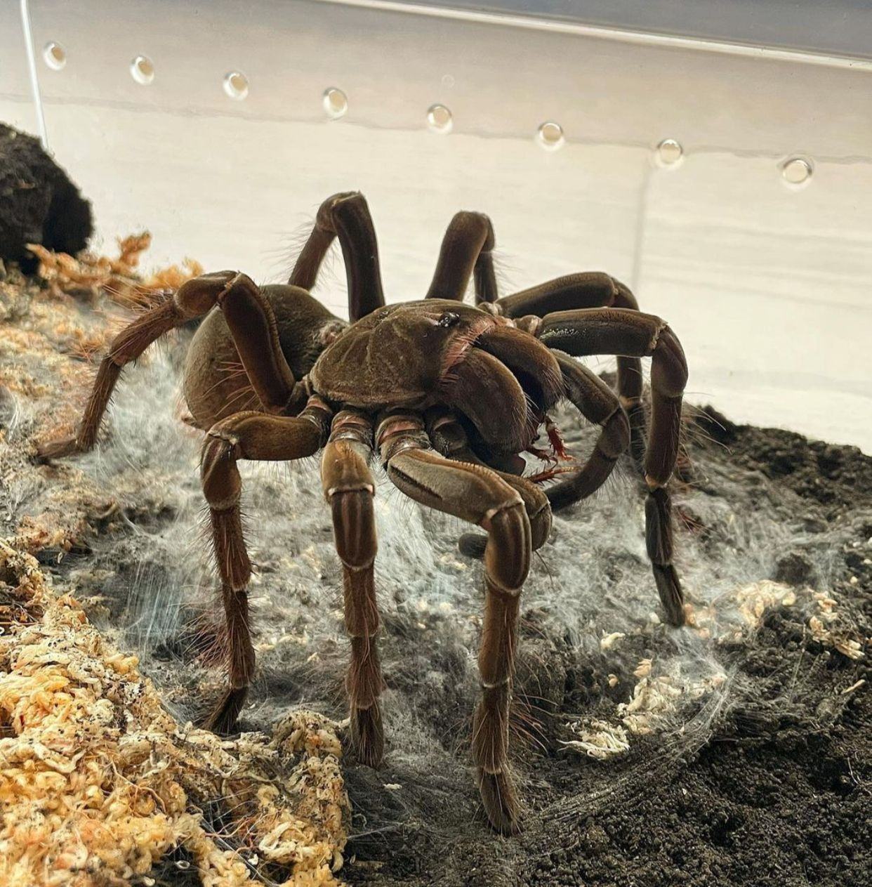 Tarantule