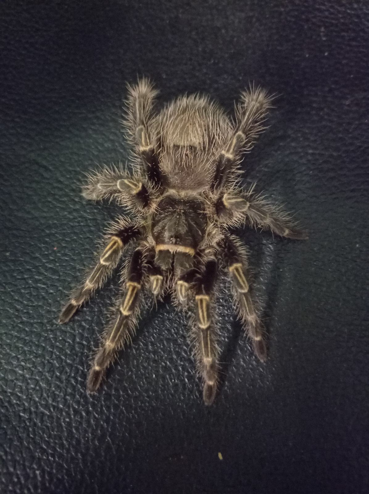 Tarantule
