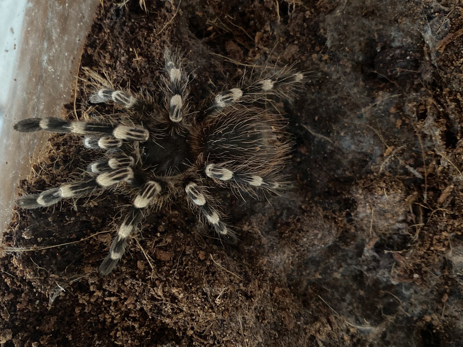 Tarantule