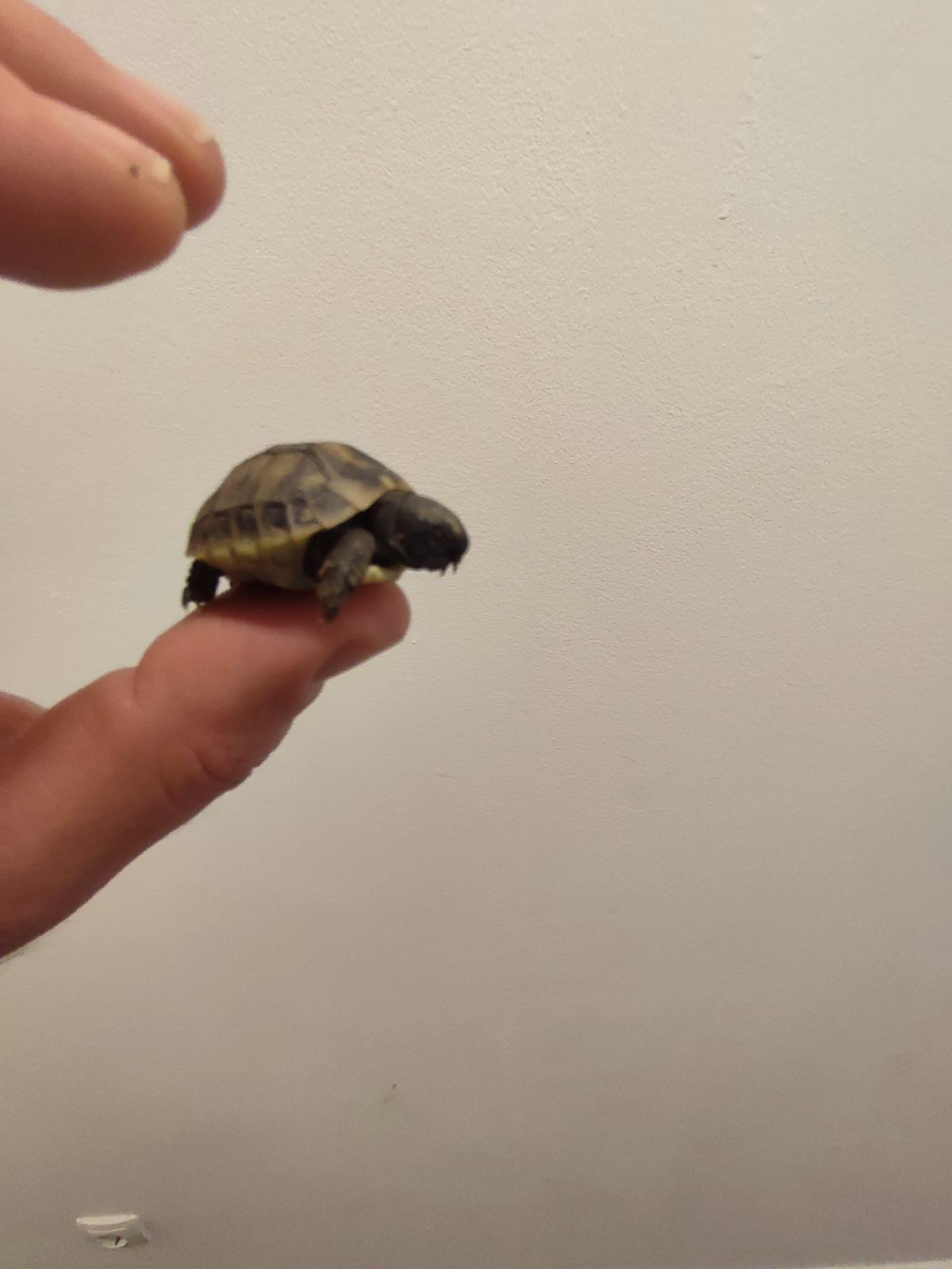 KOPNENA KORNJACA-CANCARA