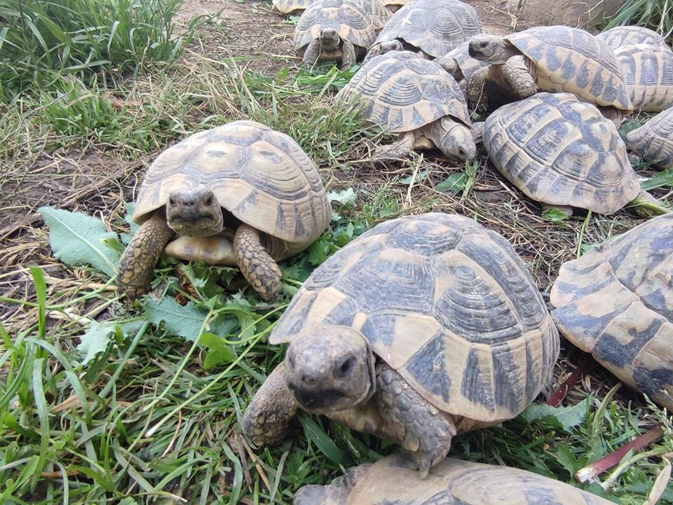 TESTUDO HERMANNI (OBICNA CANCARA) ODRASLE JEDINKE