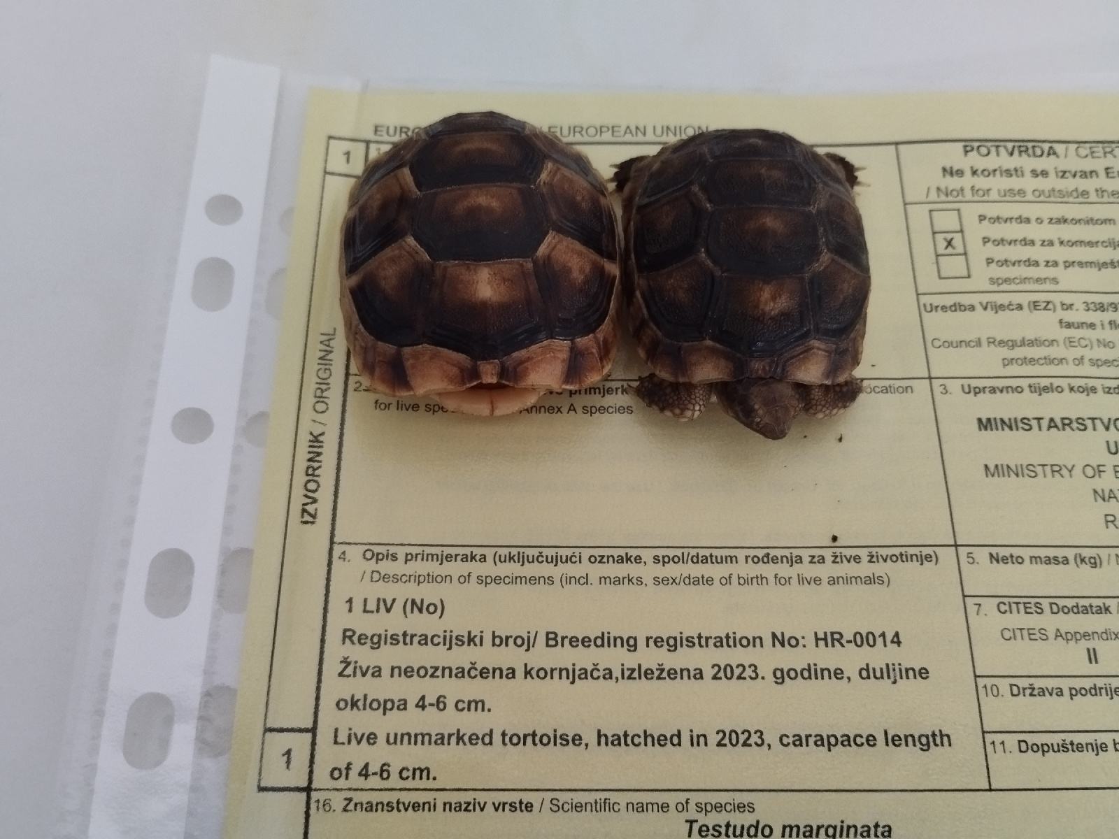 TESTUDO MARGINATA - OBRUBLJENA CANCARA - KOPNENA KORNJACA