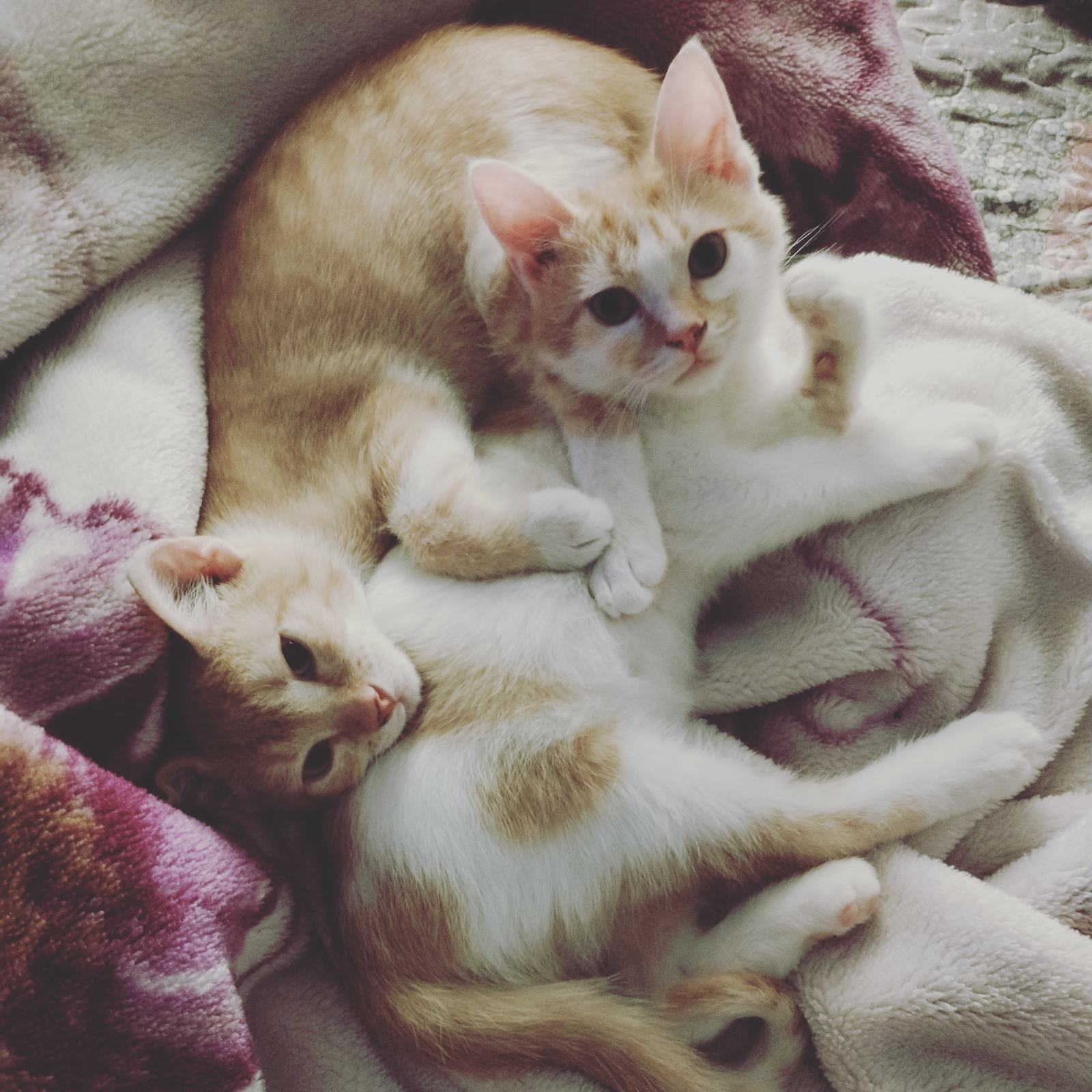 2 mačka brata u dobre ruke