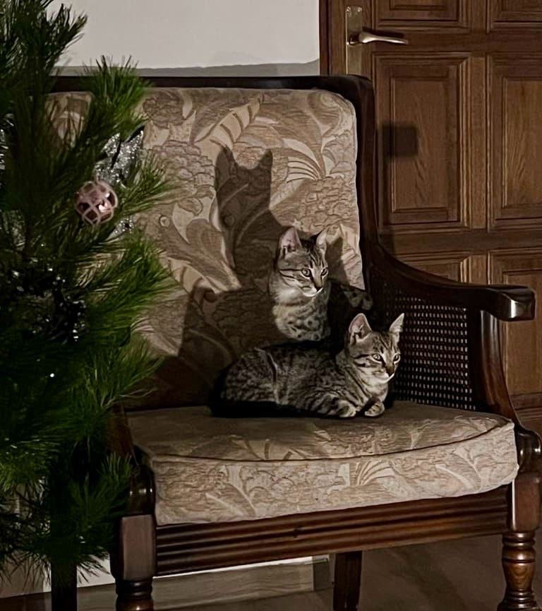 2 macka za udomiti, cijepljeni i provjereni