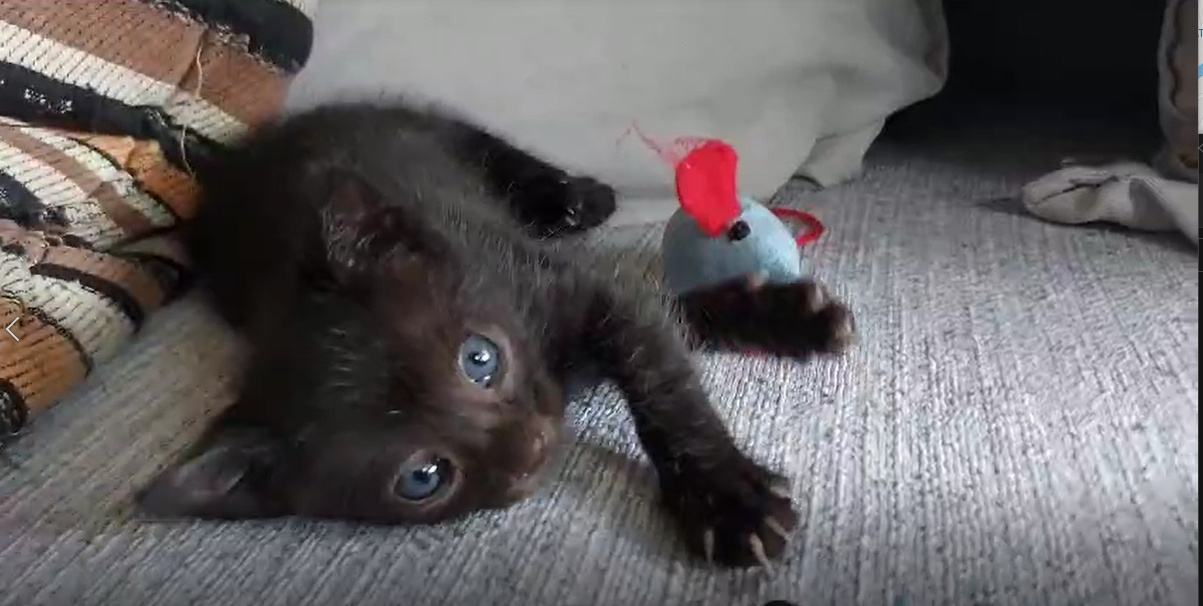 Beba Otto traži dom