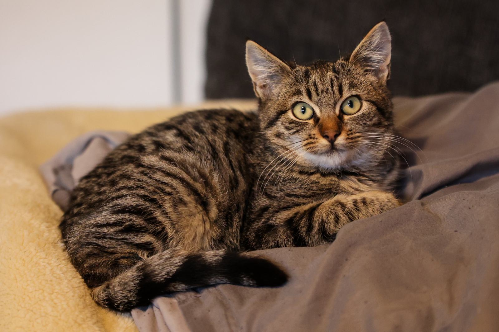 Bebica Melody traži dom :)