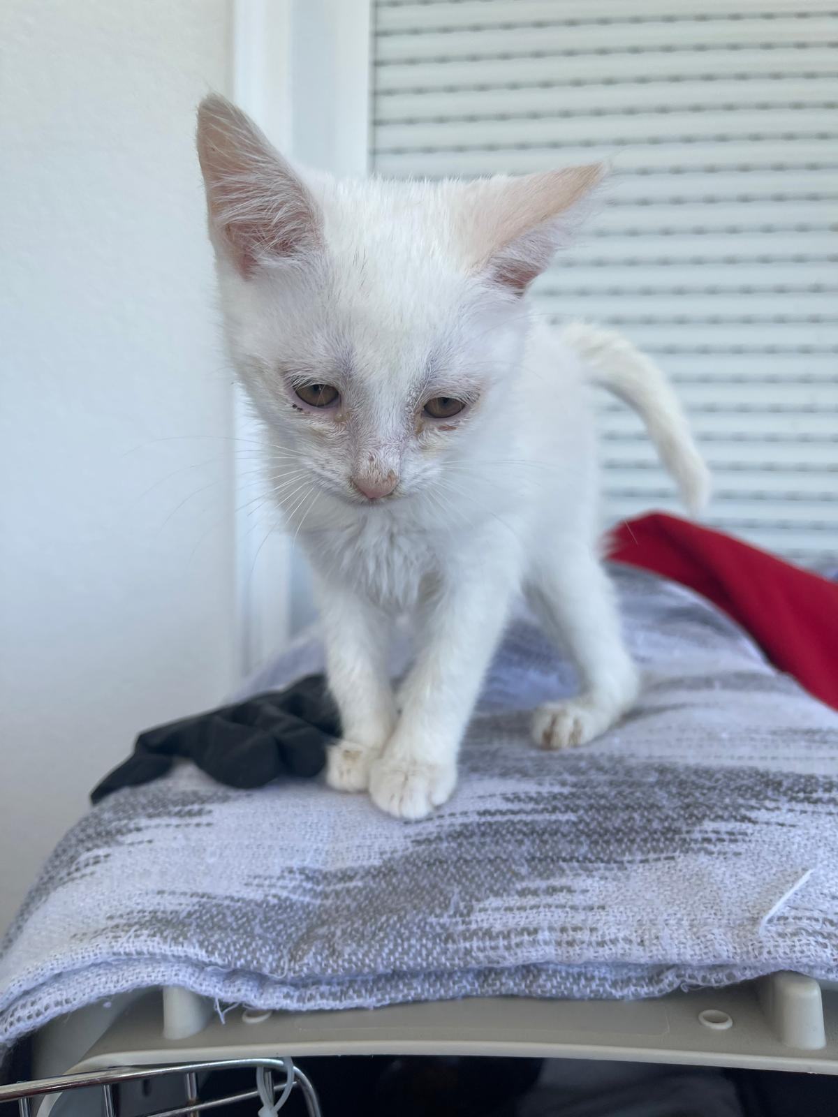 Bijela maca traži dom