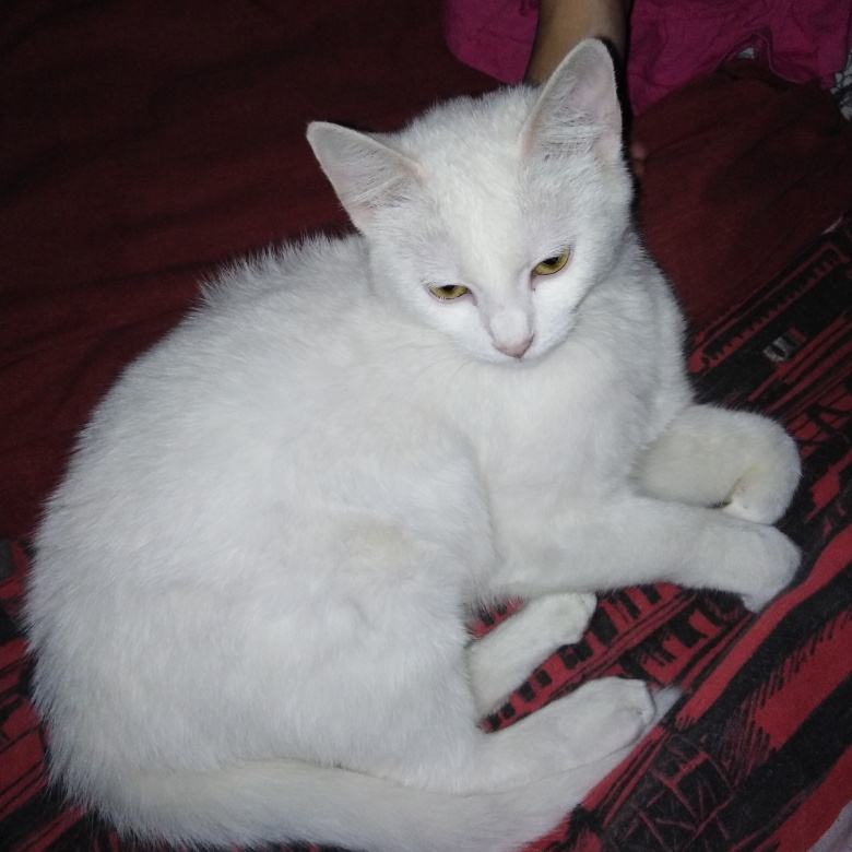 Bijela mačka